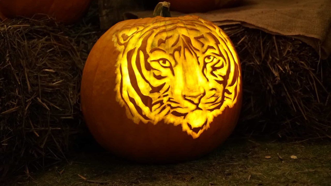 Tiger Face Pumpkin Stencil